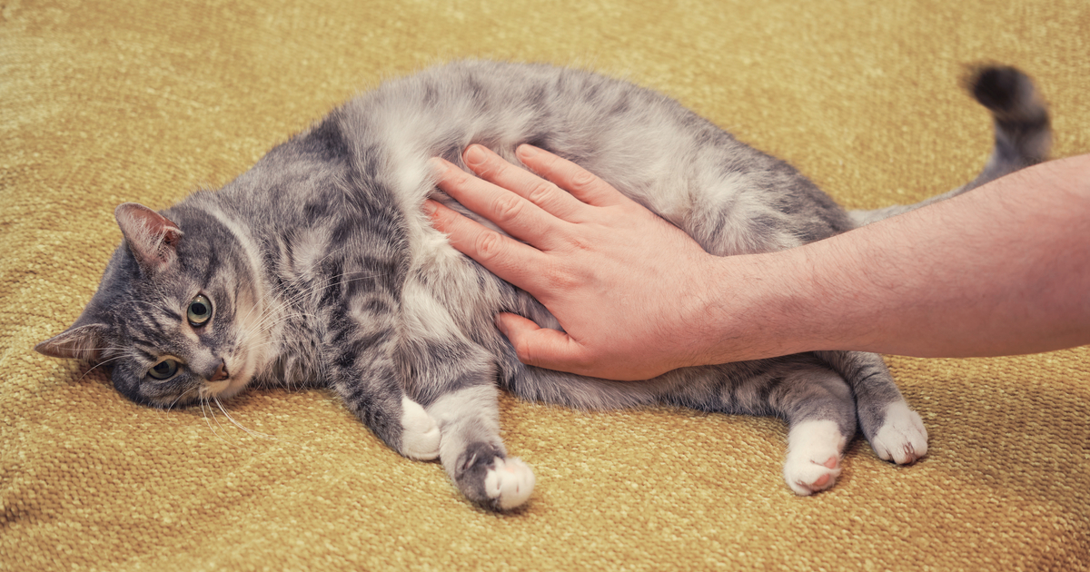 5 Troubling Signs My Cat Doesn’t Actually Appreciate The Mighty Mighty ...