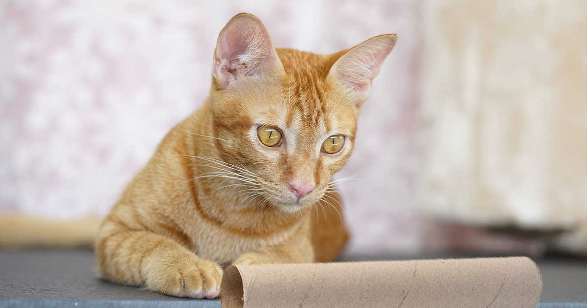 Report: Cat Playing With Paper Towel Tube Happier Than You’ll Ever Be