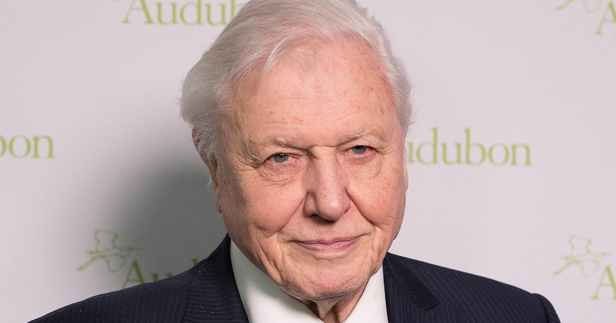 In Honor of David Attenborough’s 100th Birthday, Here’s Some Narration ...
